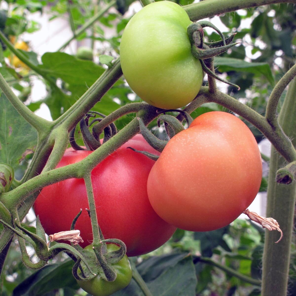 Tomato 'Rose de Berne' (Solanum lycopersicum) seeds