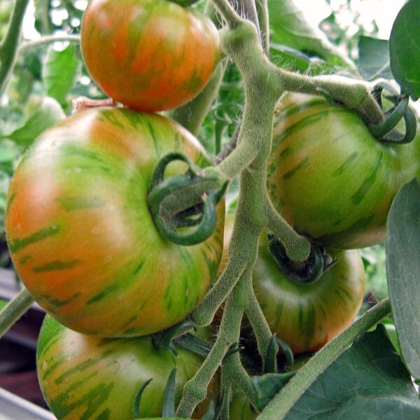 Tomato 'Tigerella' (Solanum lycopersicum) seeds