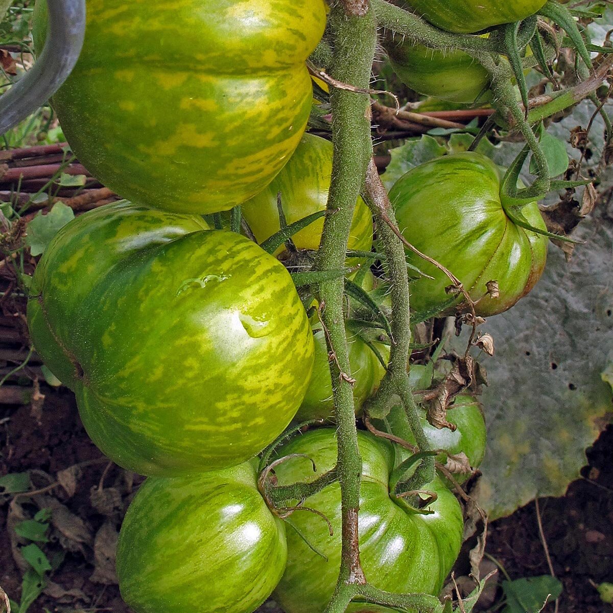 Tomato 'Green Zebra' (Solanum lycopersicum) seeds