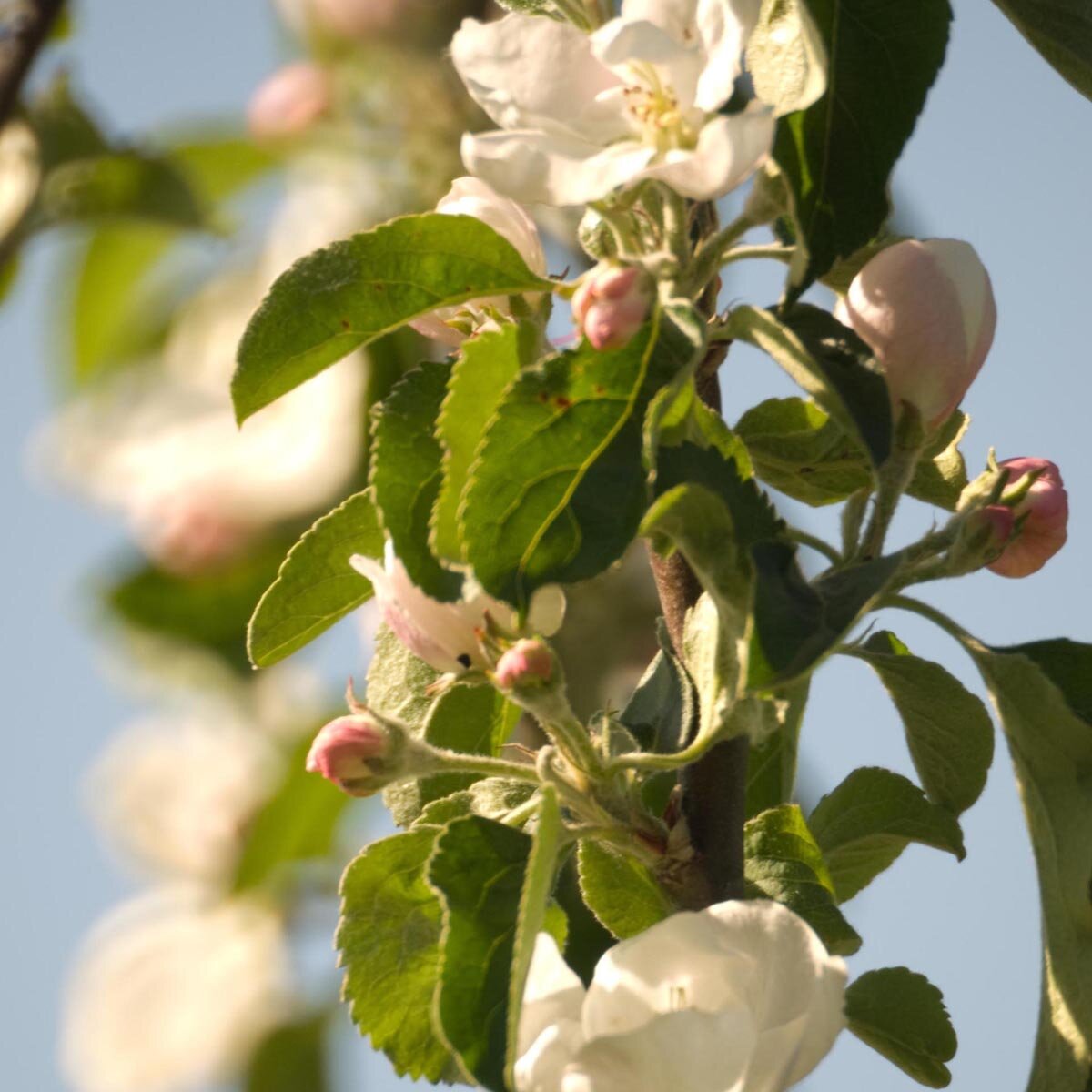 Cultivated Apple 'Bittenfelder Sämling' (Malus domestica) seeds