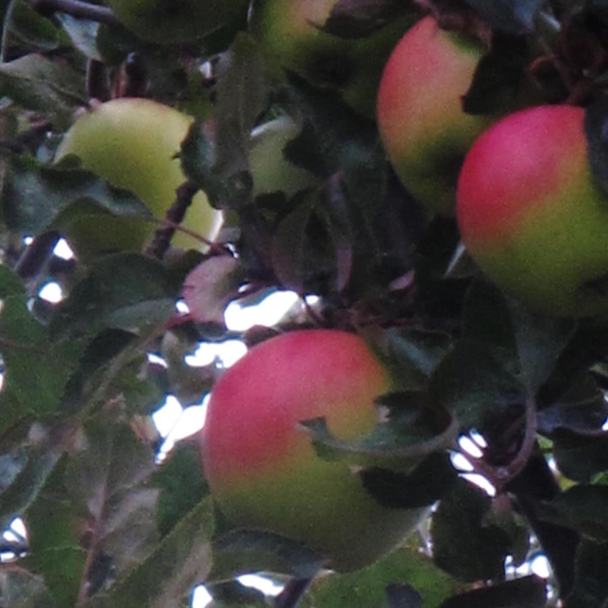 Cultivated Apple 'Bittenfelder Sämling' (Malus domestica) seeds