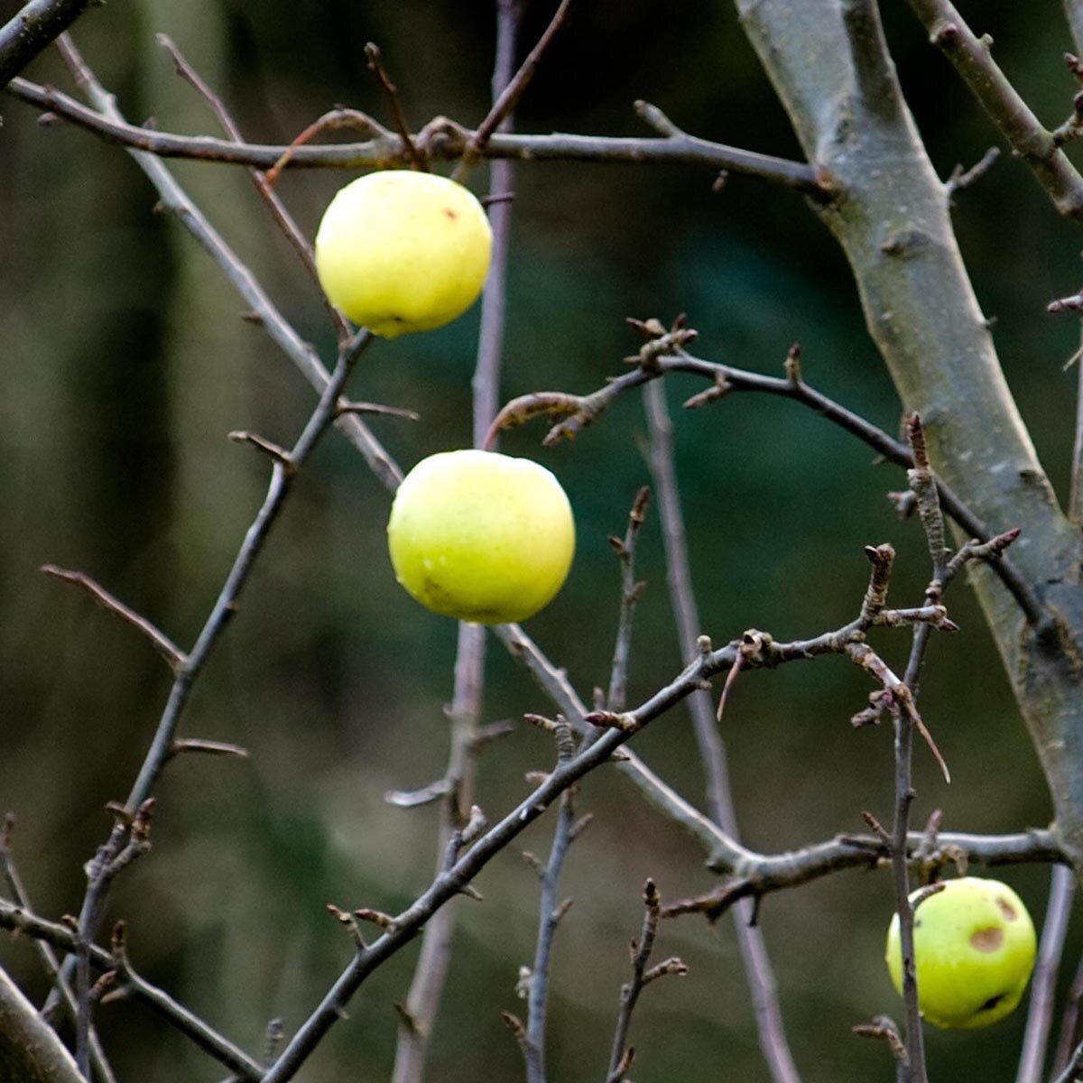 Cultivated Apple 'Bittenfelder Sämling' (Malus domestica) seeds