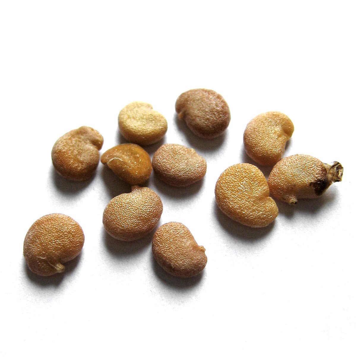 Mandrake (Mandragora officinarum) seeds