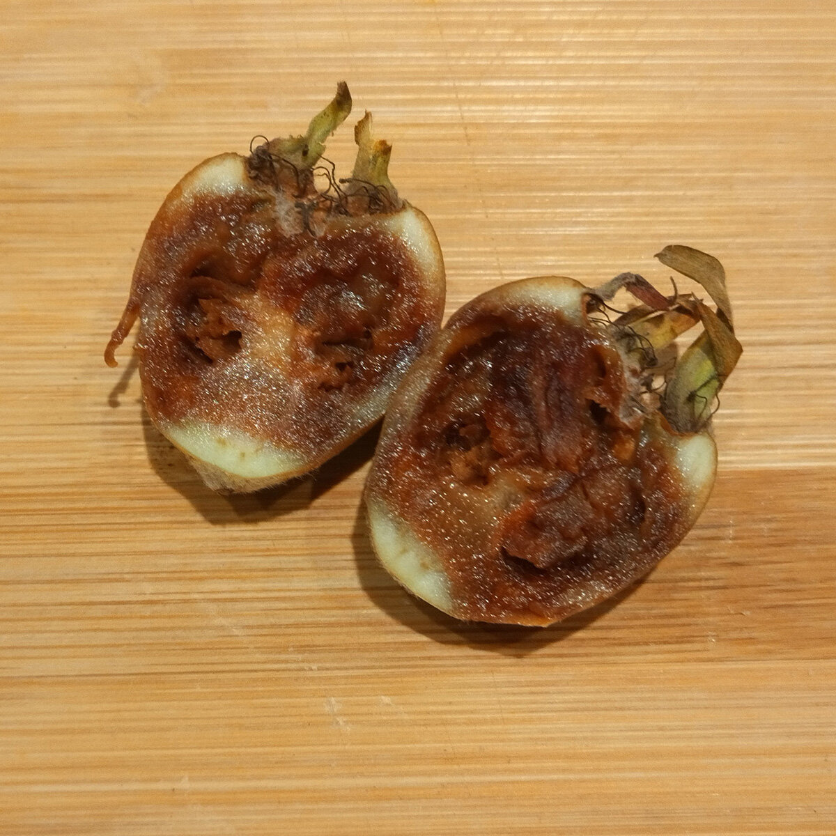 Medlar (Mespilus germanica) seeds