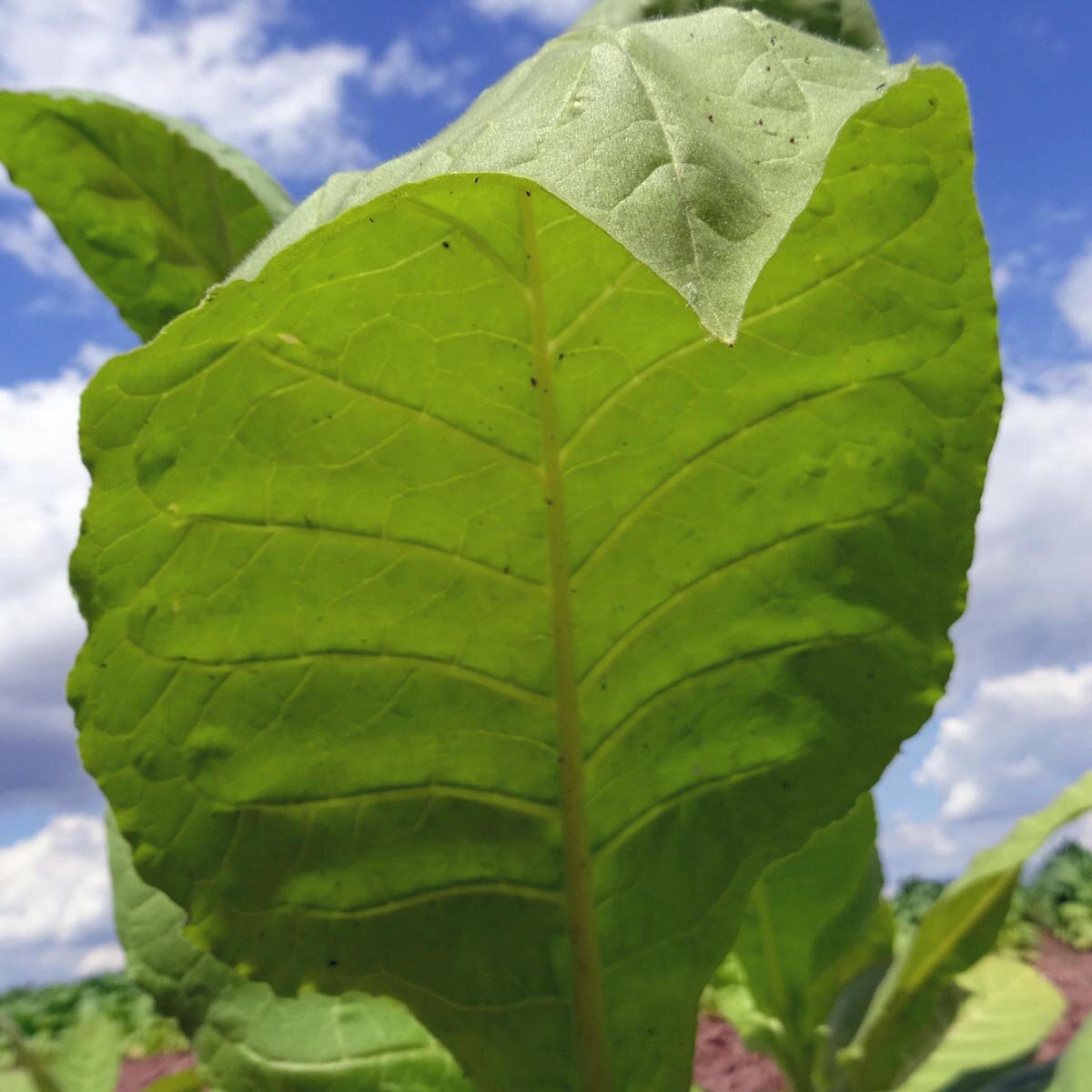 Virginia Tobacco 'Virginia Gold' (Nicotiana tabacum) seeds