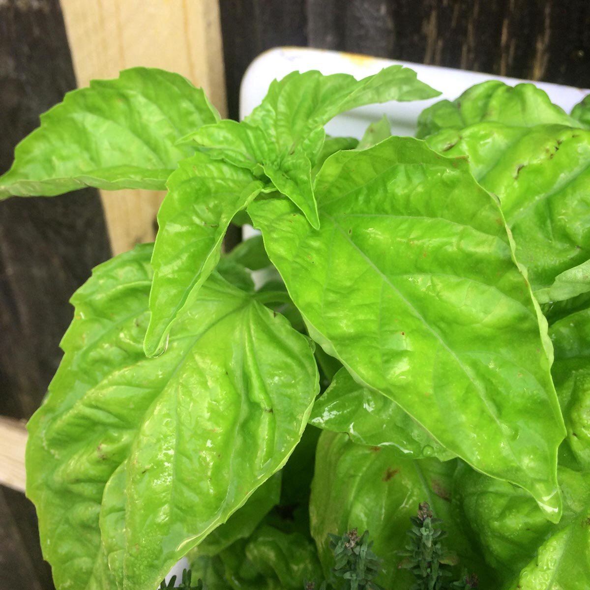 Lettuce Leaf Basil (Ocimum basilicum) seeds