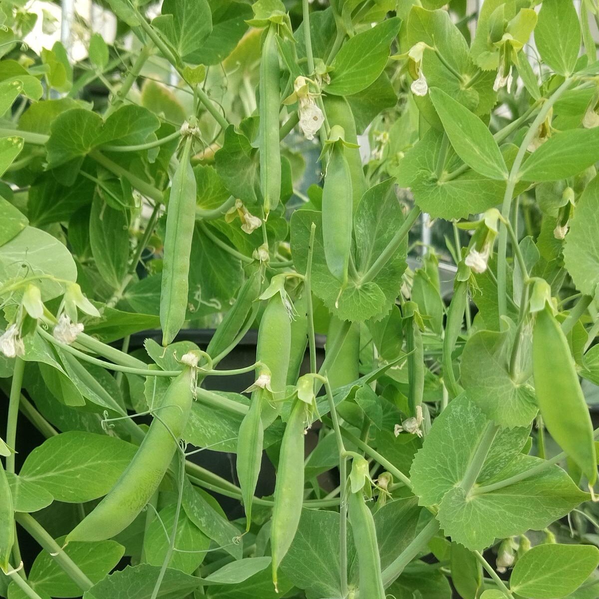 Pea 'Kelvedon Wonder' (Pisum sativum) organic seeds