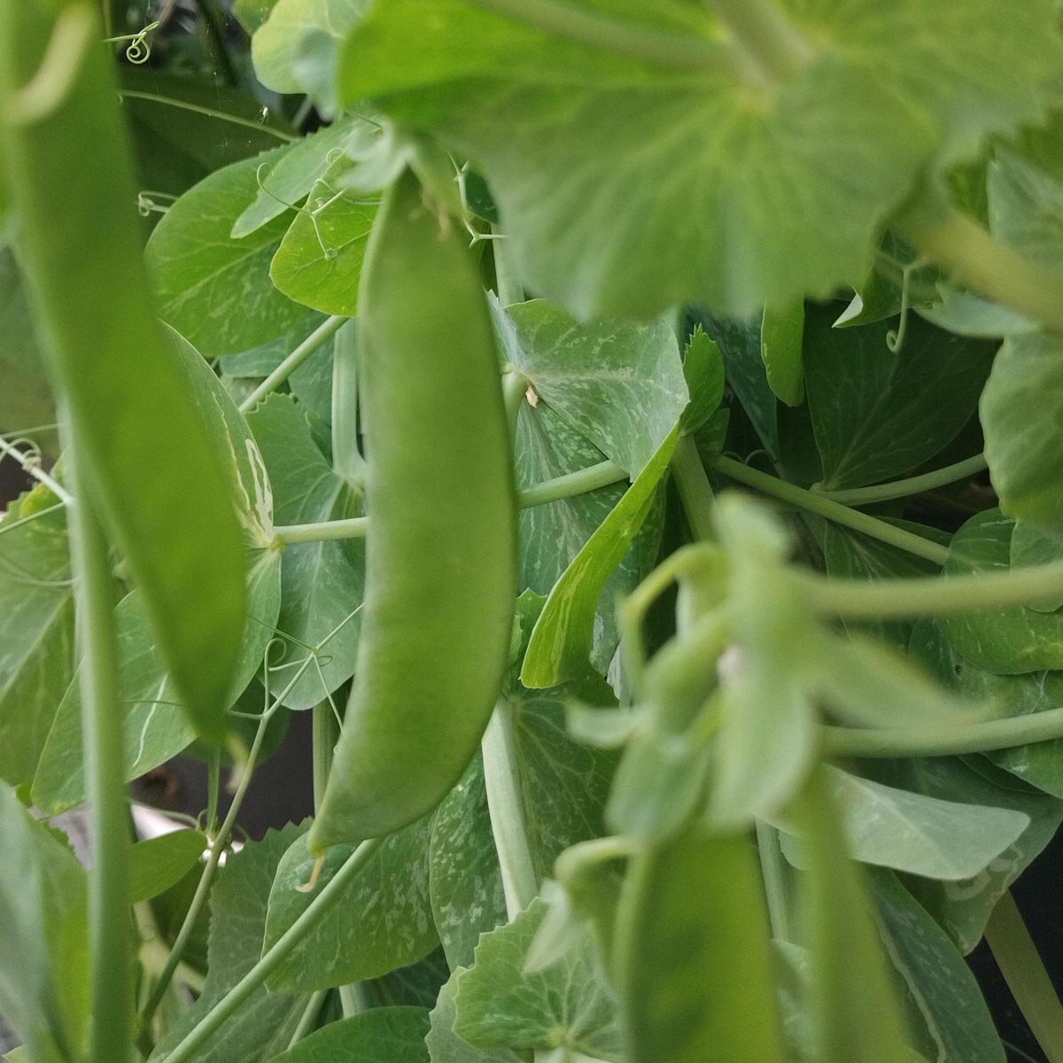 Dwarf Pea 'Kleine Rheinländerin' (Pisum sativum) seeds