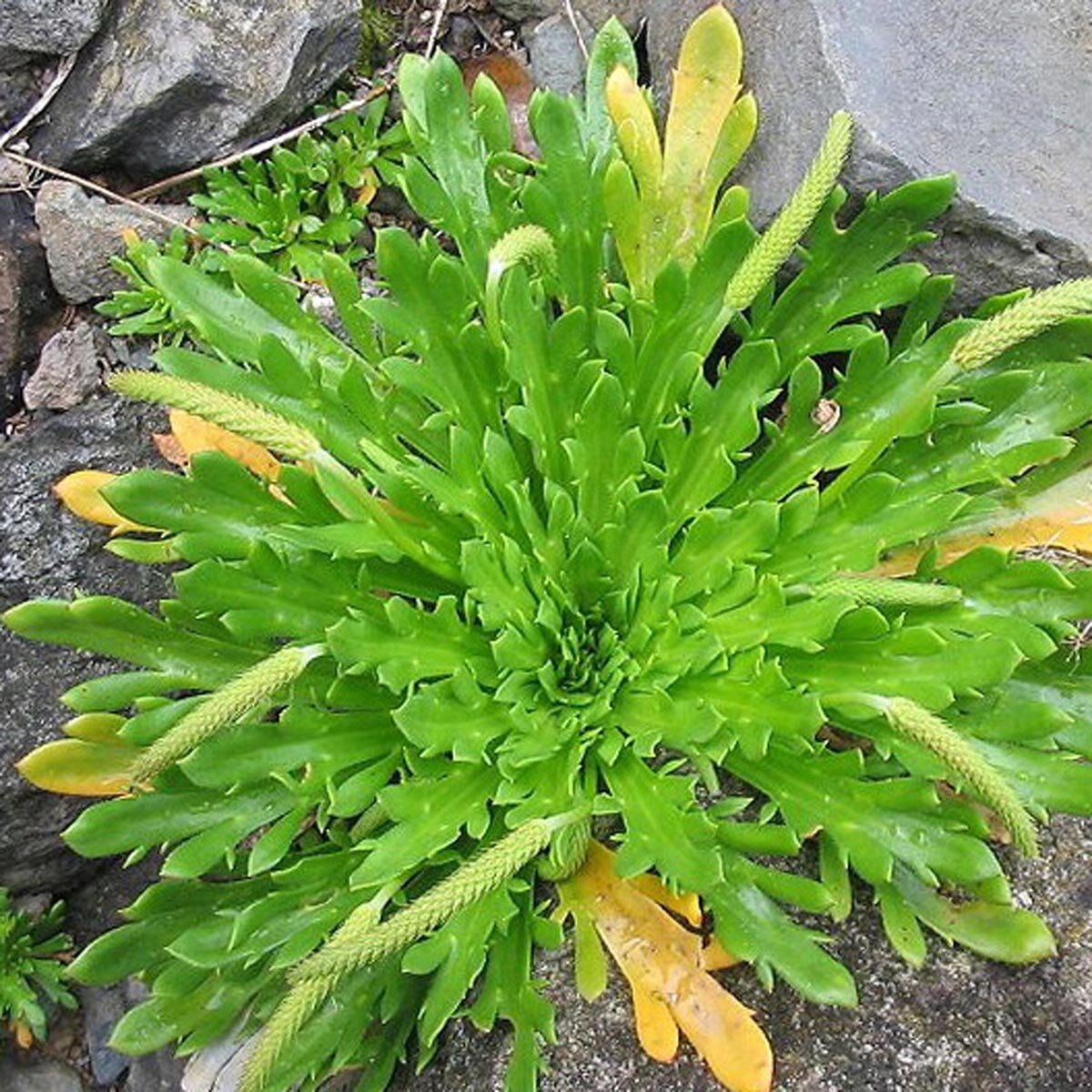 Buck's Horn Plantain / Minutina (Plantago coronopus) organic seeds