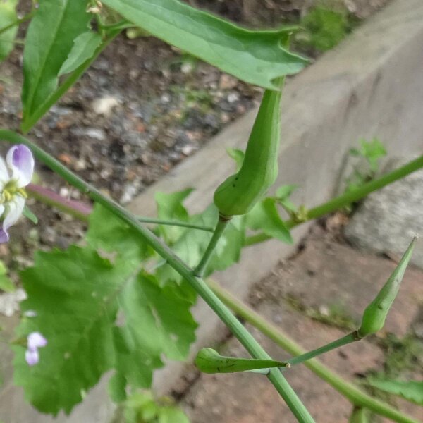 Rat-Tailed Radish (Raphanus caudatus) seeds