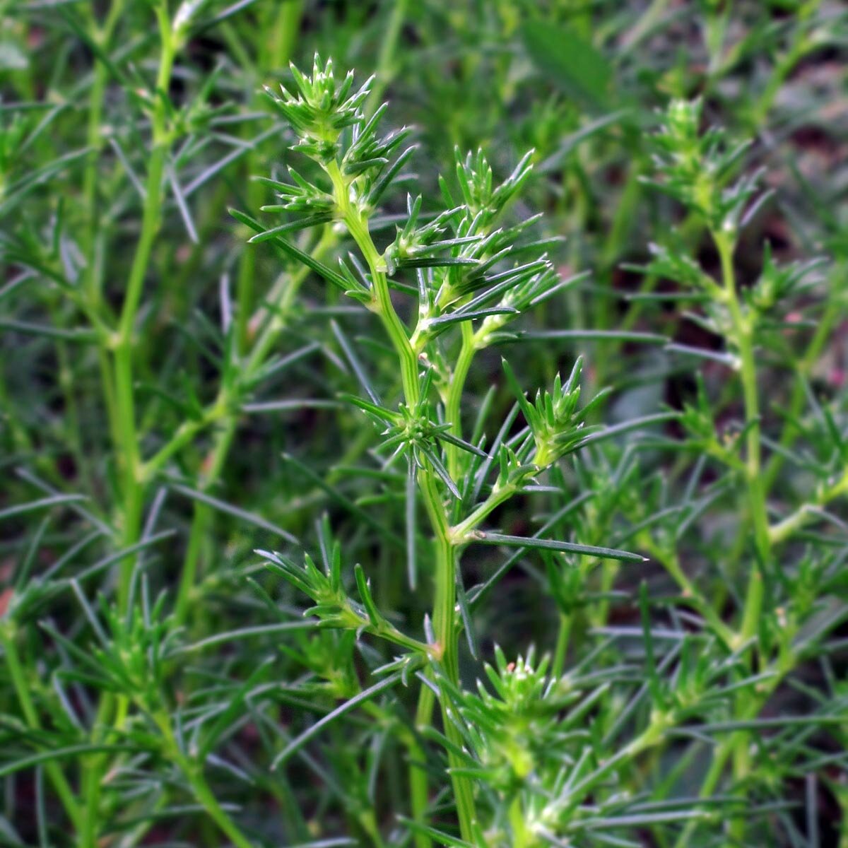 Opposite-Leaved Saltwort 'Barba Di Frate' (Salsola soda) seeds