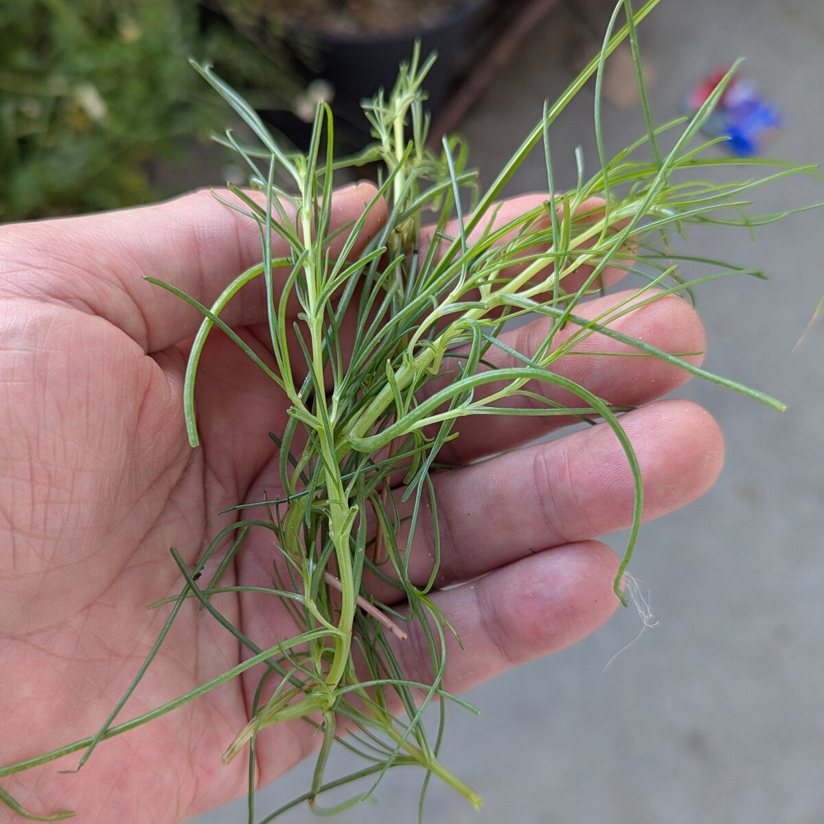 Opposite-Leaved Saltwort 'Barba Di Frate' (Salsola soda) seeds