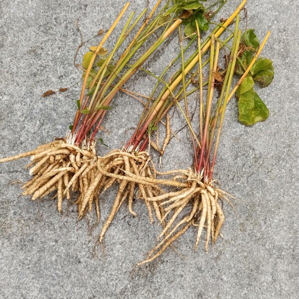 Skirret (Sium sisarum) seeds