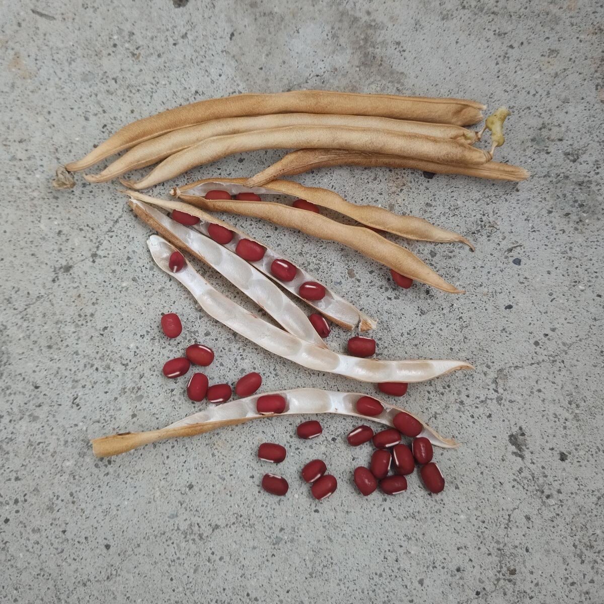 Cannellini Beans (Phaseolus vulgaris) seeds