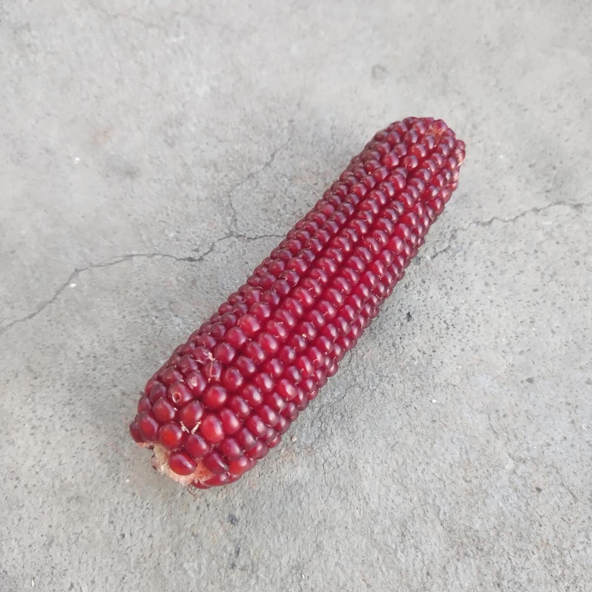 Indian Red Maize 'Joro' (Zea mays) seeds
