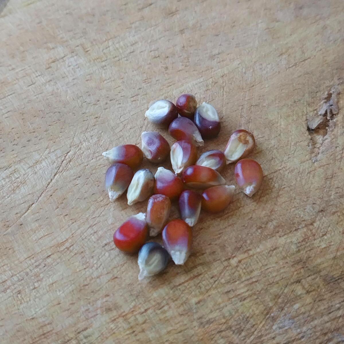 Indian Red Maize 'Joro' (Zea mays) seeds