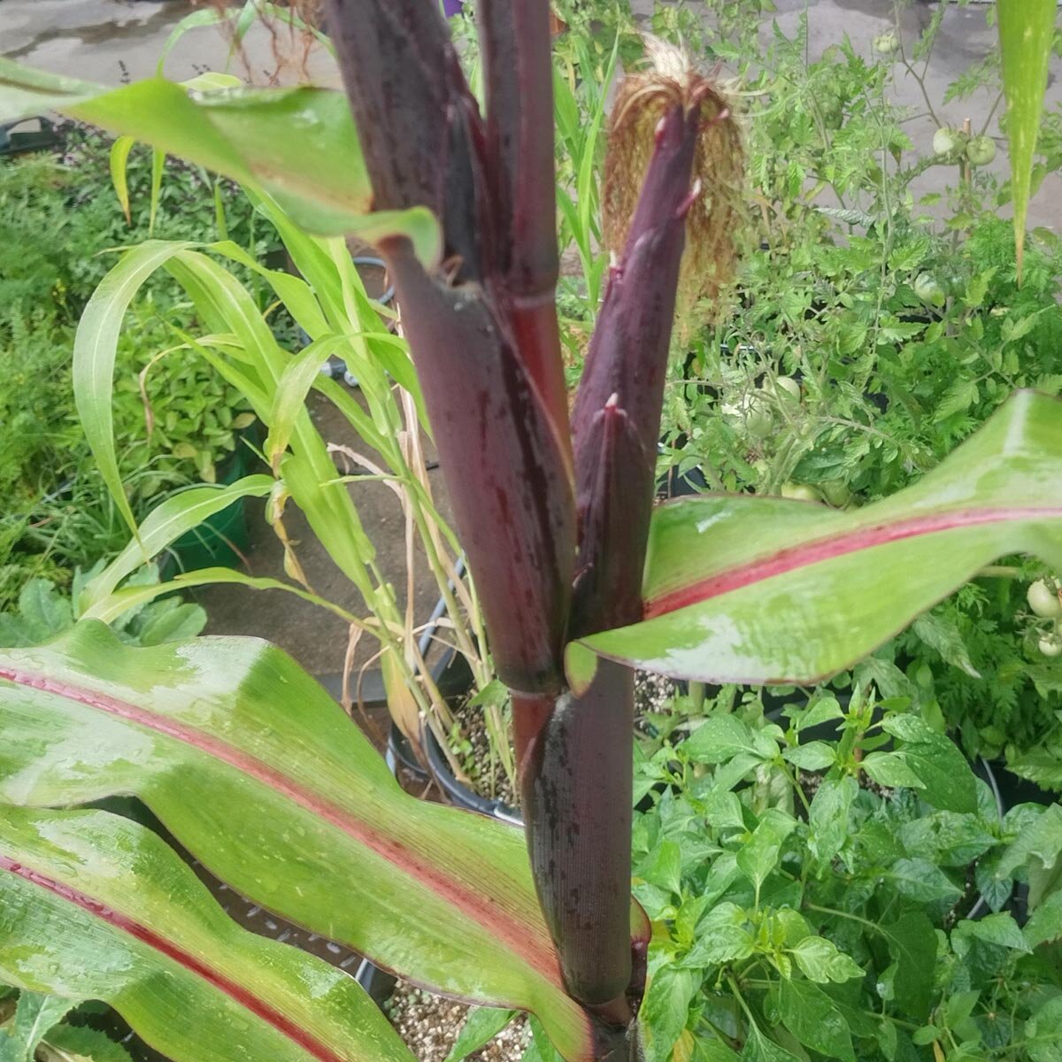 Indian Red Maize 'Joro' (Zea mays) seeds