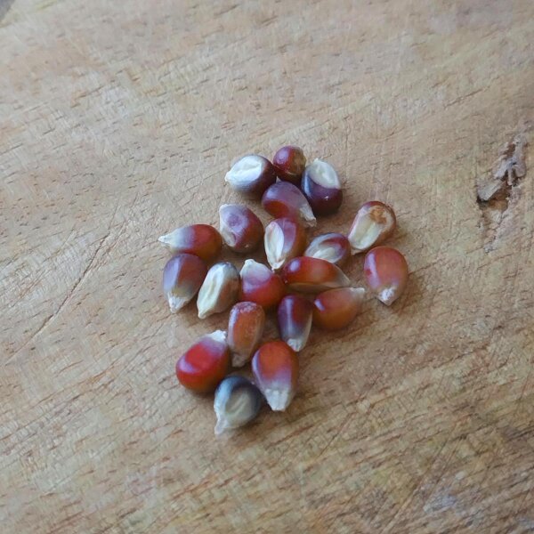 Indian Red Maize 'Joro' (Zea mays) seeds