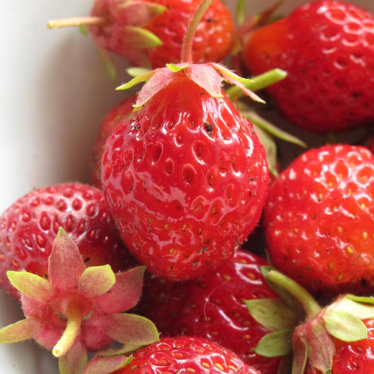 Strawberry 'Rote Baron Solemacher' (Fragaria vesca var. semperflorens ...