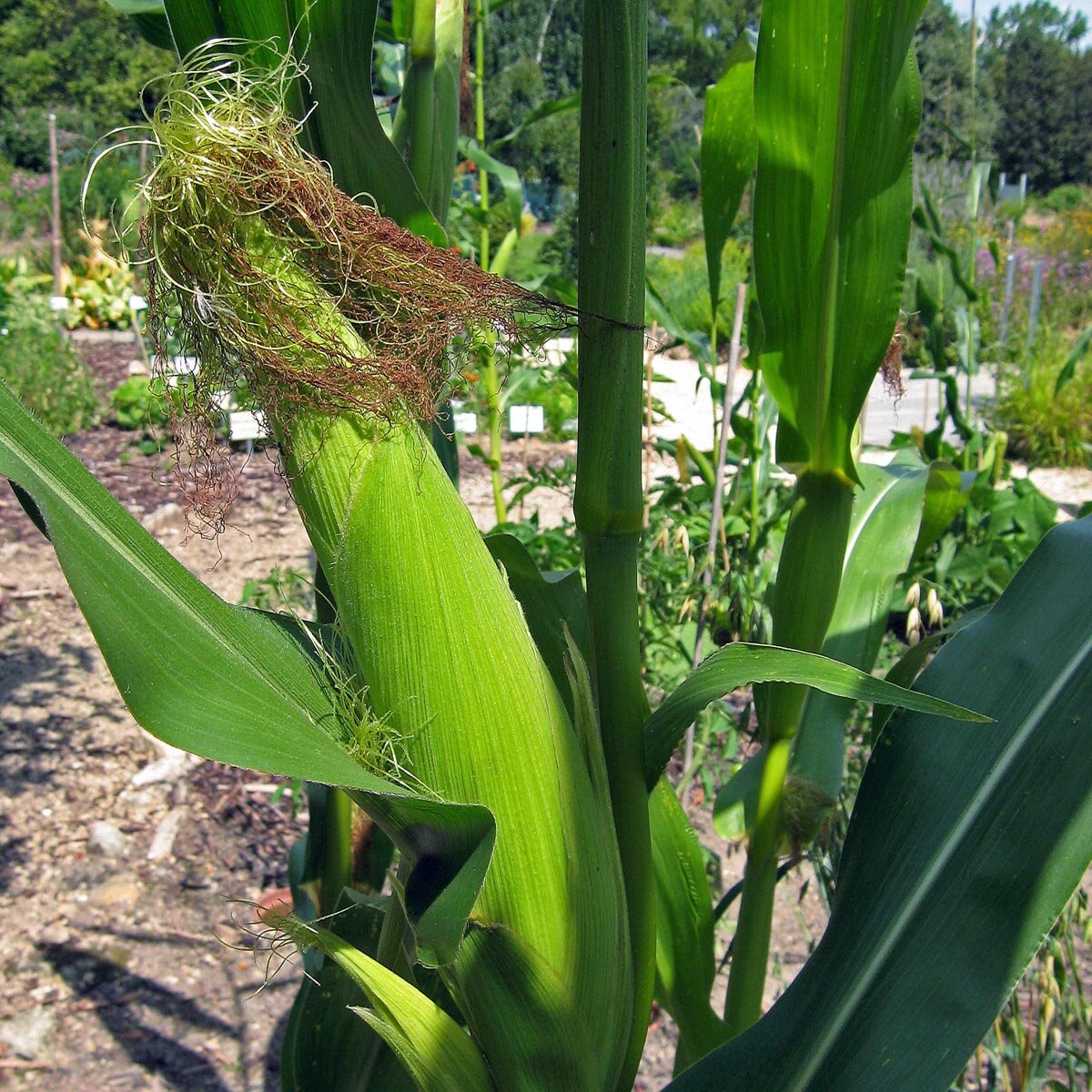 'Golden Bantam' Maize (Zea mays) seeds