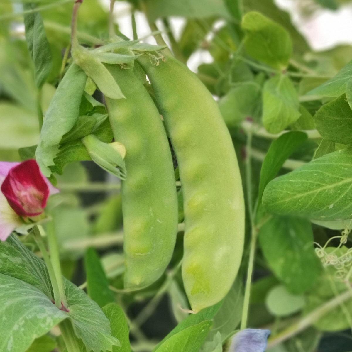 Winter Sugar Pea 'Frieda Welten' (Pisum sativum) approx. 50 organic ...