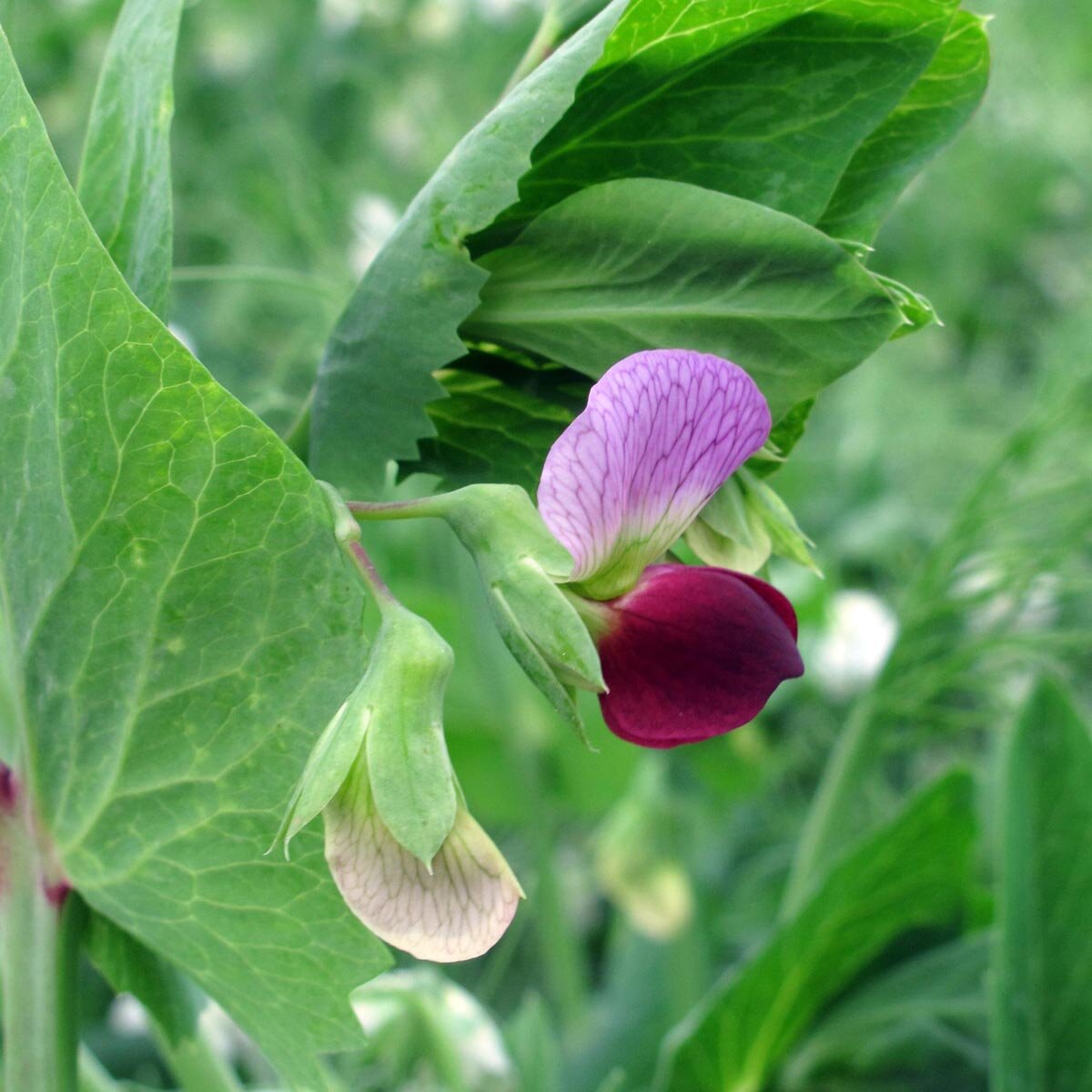 Winter Sugar Pea 'Frieda Welten' (Pisum sativum) approx. 50 organic ...