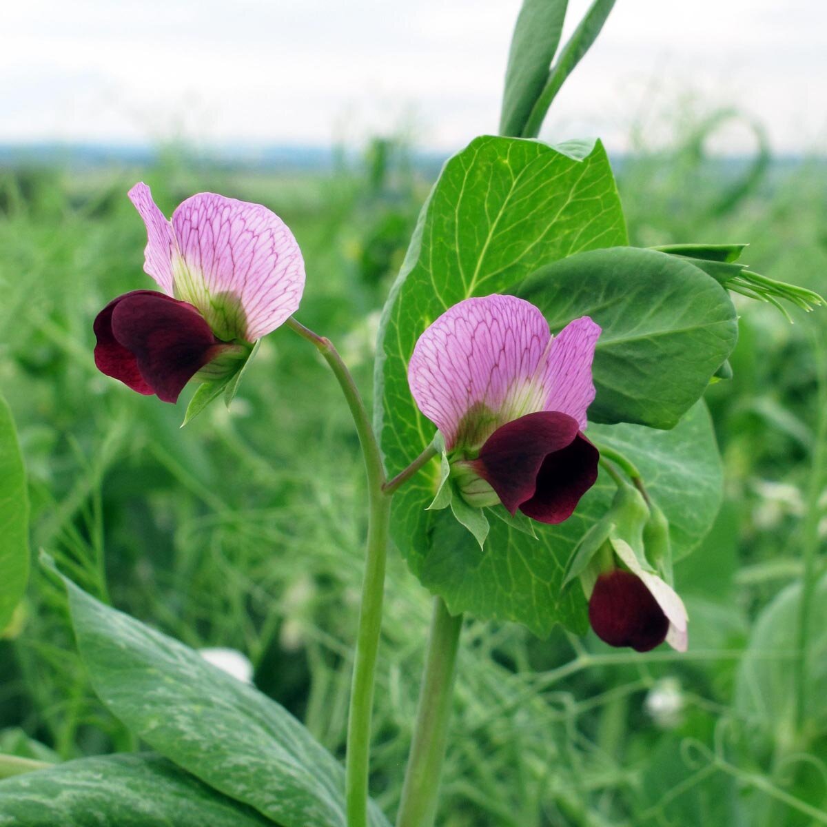 Winter Sugar Pea 'Frieda Welten' (Pisum sativum) approx. 50 organic ...