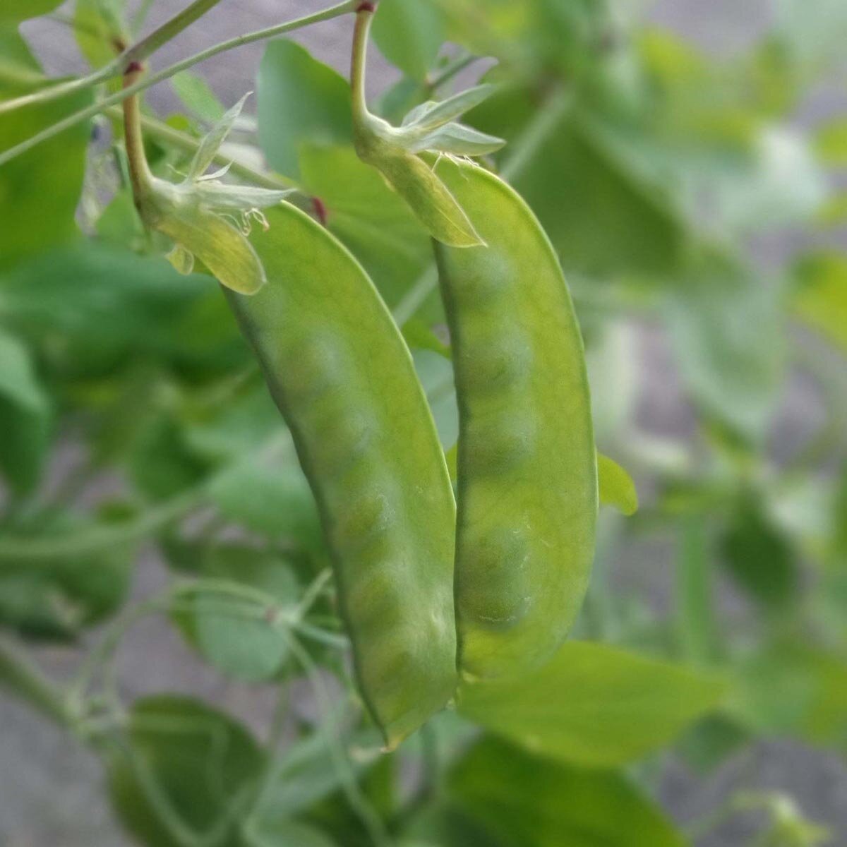 Winter Sugar Pea 'Frieda Welten' (Pisum sativum) approx. 50 organic ...