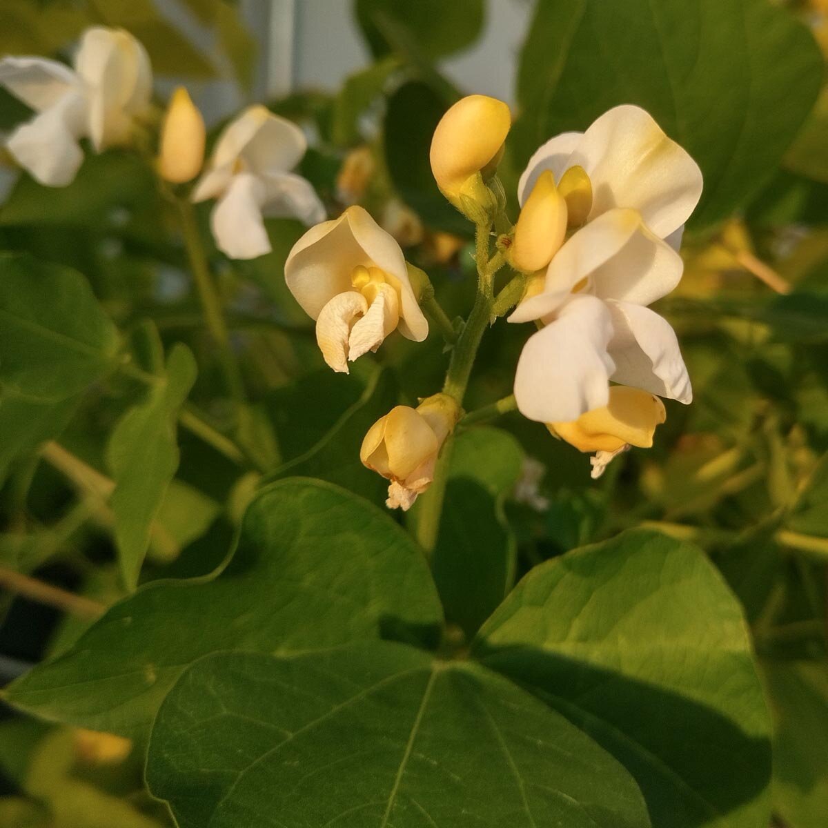 Giant Runner Bean 'Gigantes' (Phaseolus coccineus) seeds