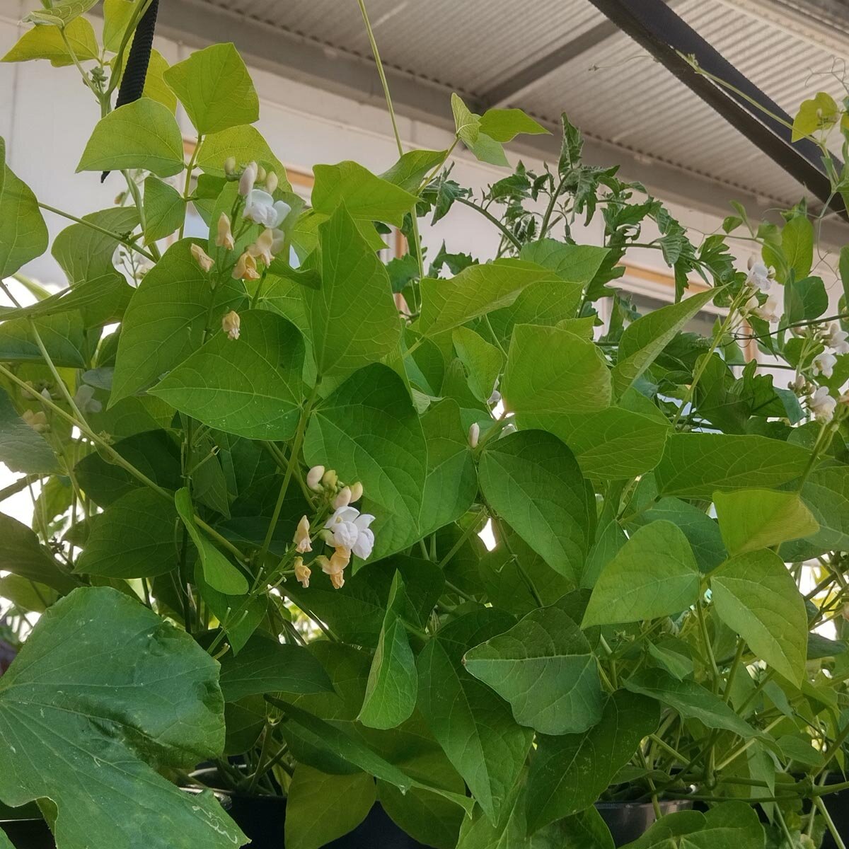 Giant Runner Bean 'Gigantes' (Phaseolus coccineus) seeds