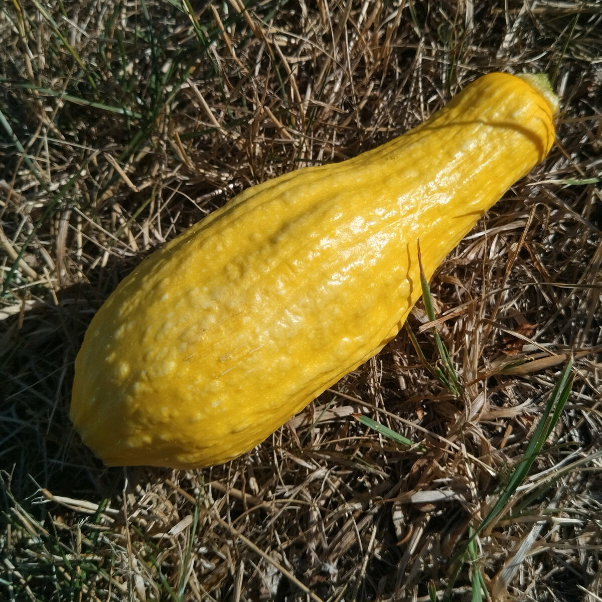 Yellow Zucchini 'Yellow Crookneck' (Cucurbita pepo) seeds