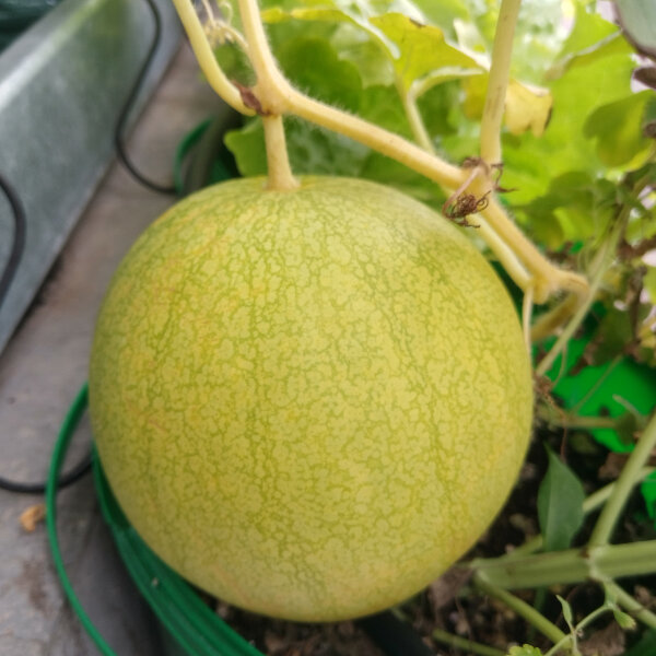 Yellow Watermelon 'Golden Midget' (Citrullus lanatus) seeds