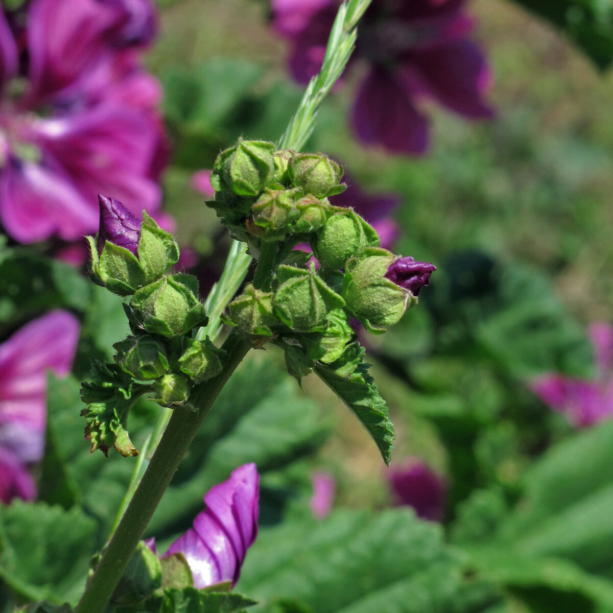 French Hollyhock / Tree Mallow (Malva sylvestris ssp.mauritiana) seeds