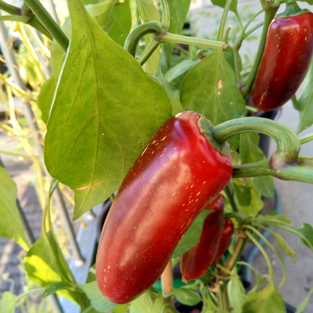 Chili Pepper 'Nadapeño' (Capsicum anuum) organic seeds