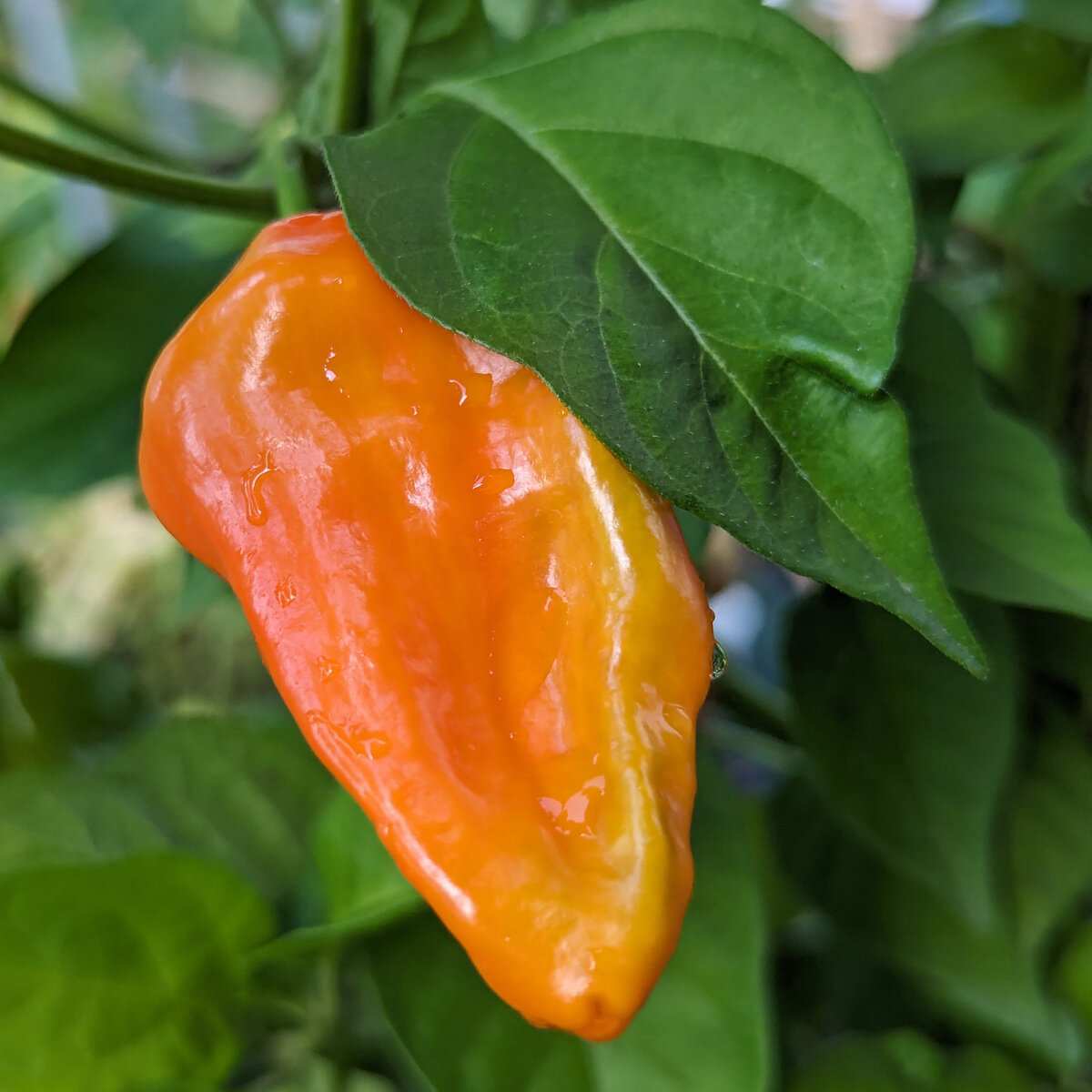 Chilli Pepper 'NuMex Suave Orange' (Capsicum chinense) seeds