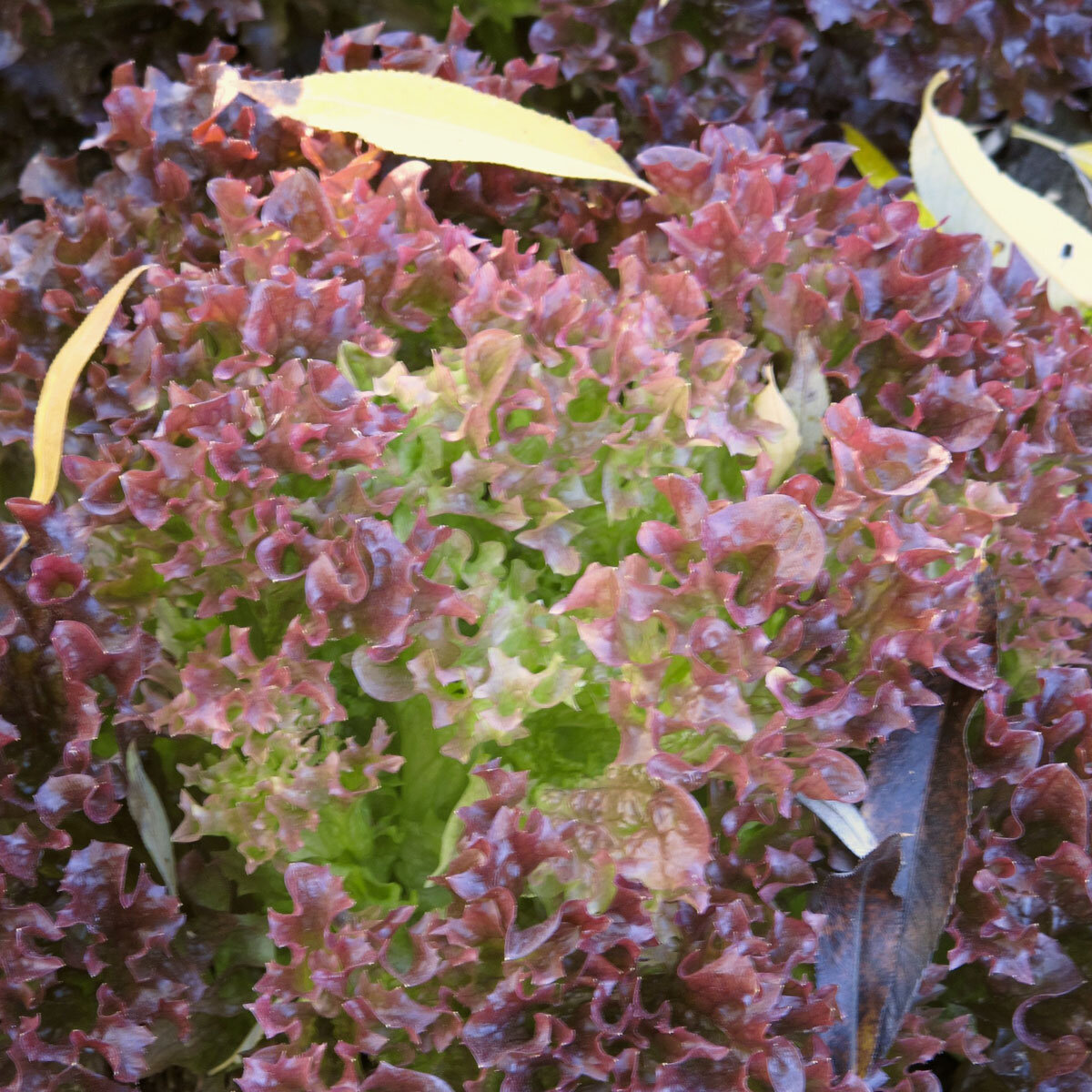 Red Coral Lettuce 'Lollo Rossa' (Lactuca sativa var. crispa) organic seeds