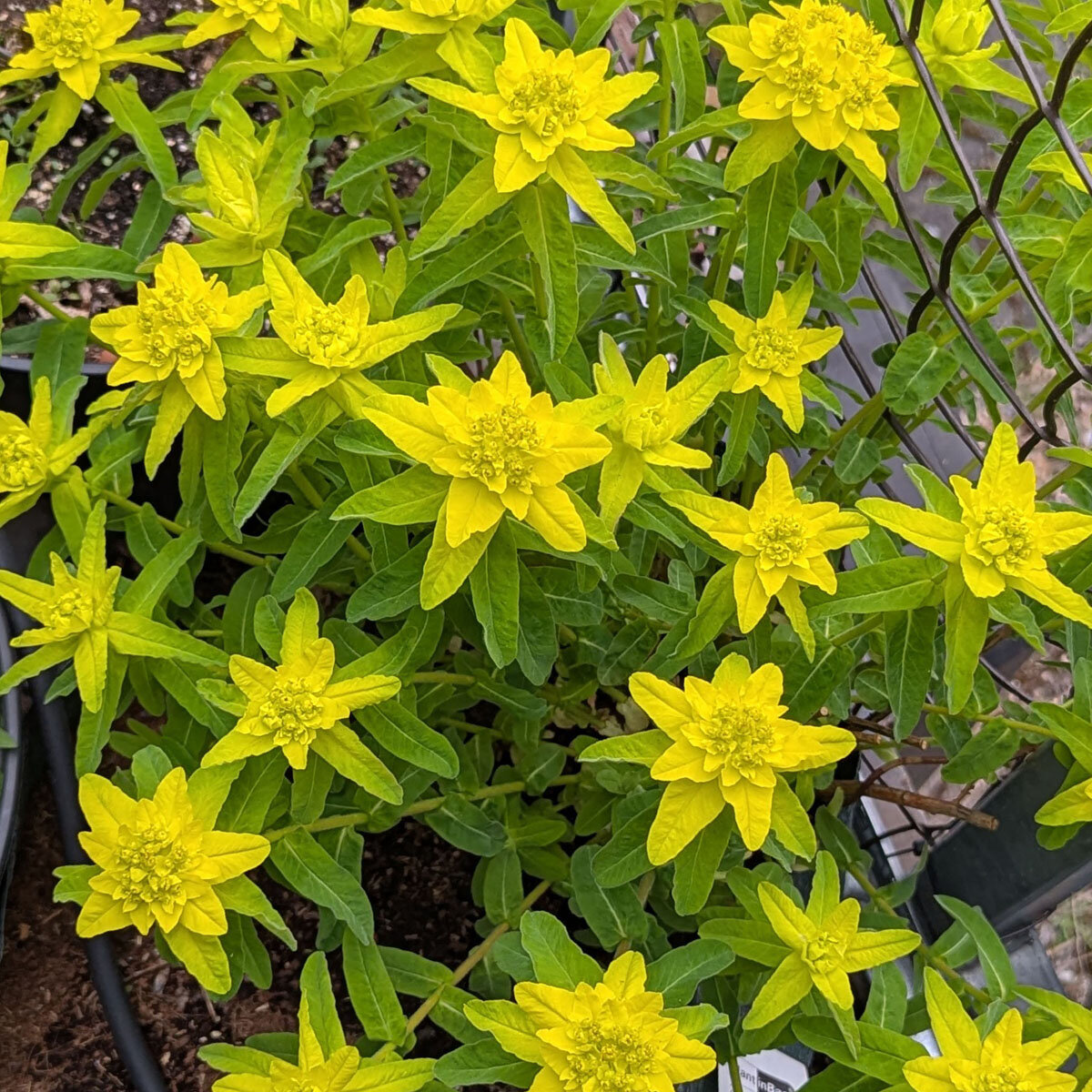 Gold-Wolfsmilch (Euphorbia epithymoides syn. polychroma) - ca. 25 Samen ...