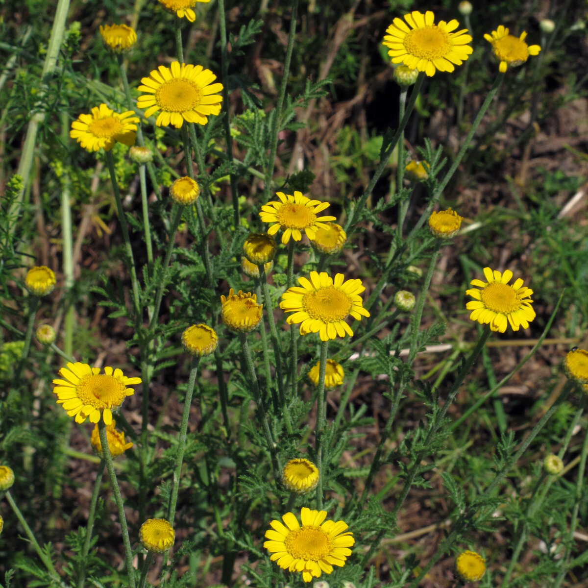 Dyer's Chamomile (Anthemis tinctoria) - approx. 800 seeds of this ...