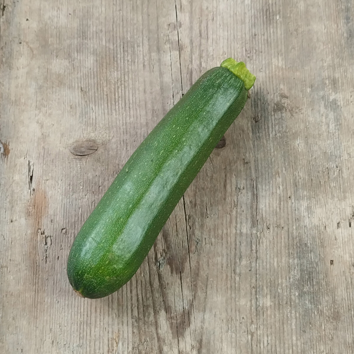 Zucchini 'Zuboda' (Cucurbita pepo) - ca. 10 Samen