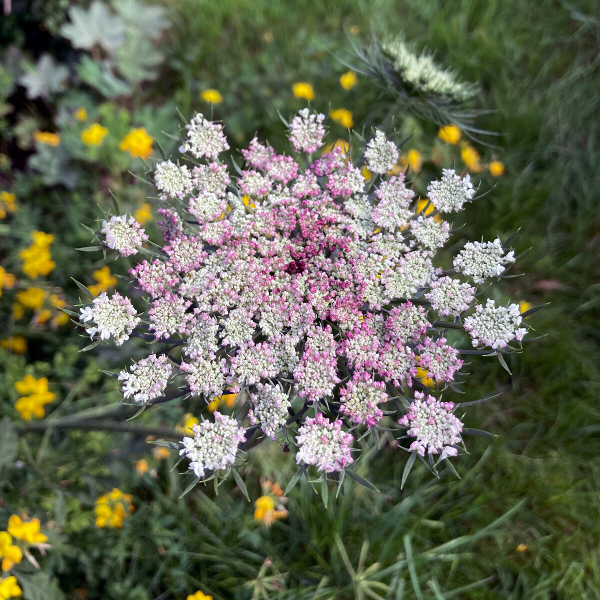 Violette Wilde Möhre 'Dara' (Daucus carota ssp. carota) - ca.100 Samen