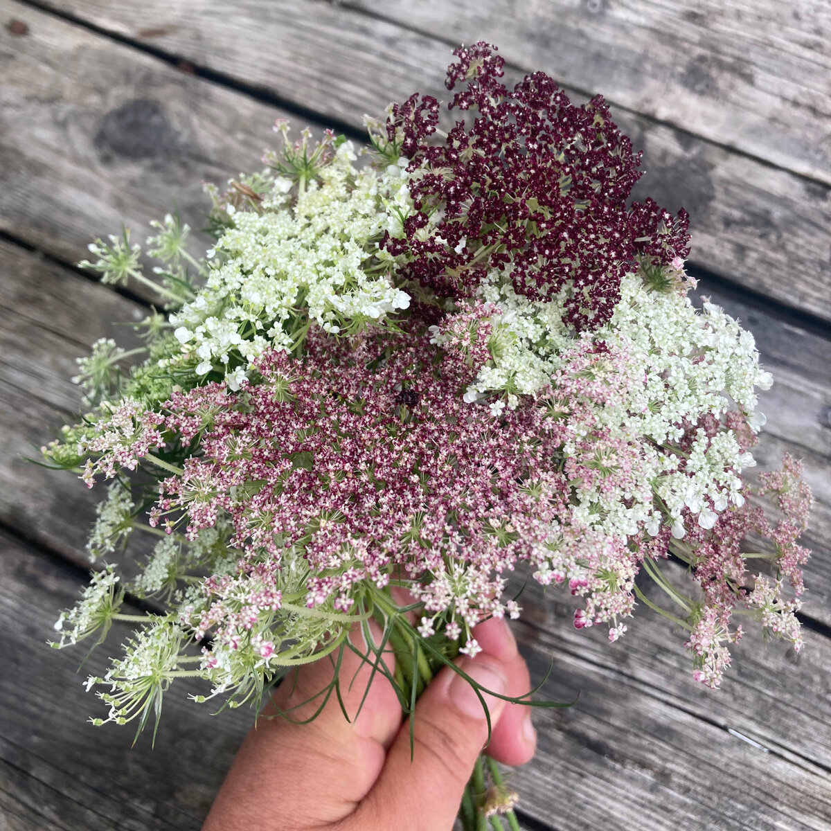 Violette Wilde Möhre 'Dara' (Daucus carota ssp. carota) - ca.100 Samen