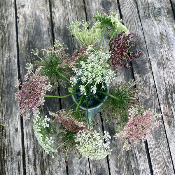 Violette Wilde Möhre 'Dara' (Daucus carota ssp. carota) - ca.100 Samen