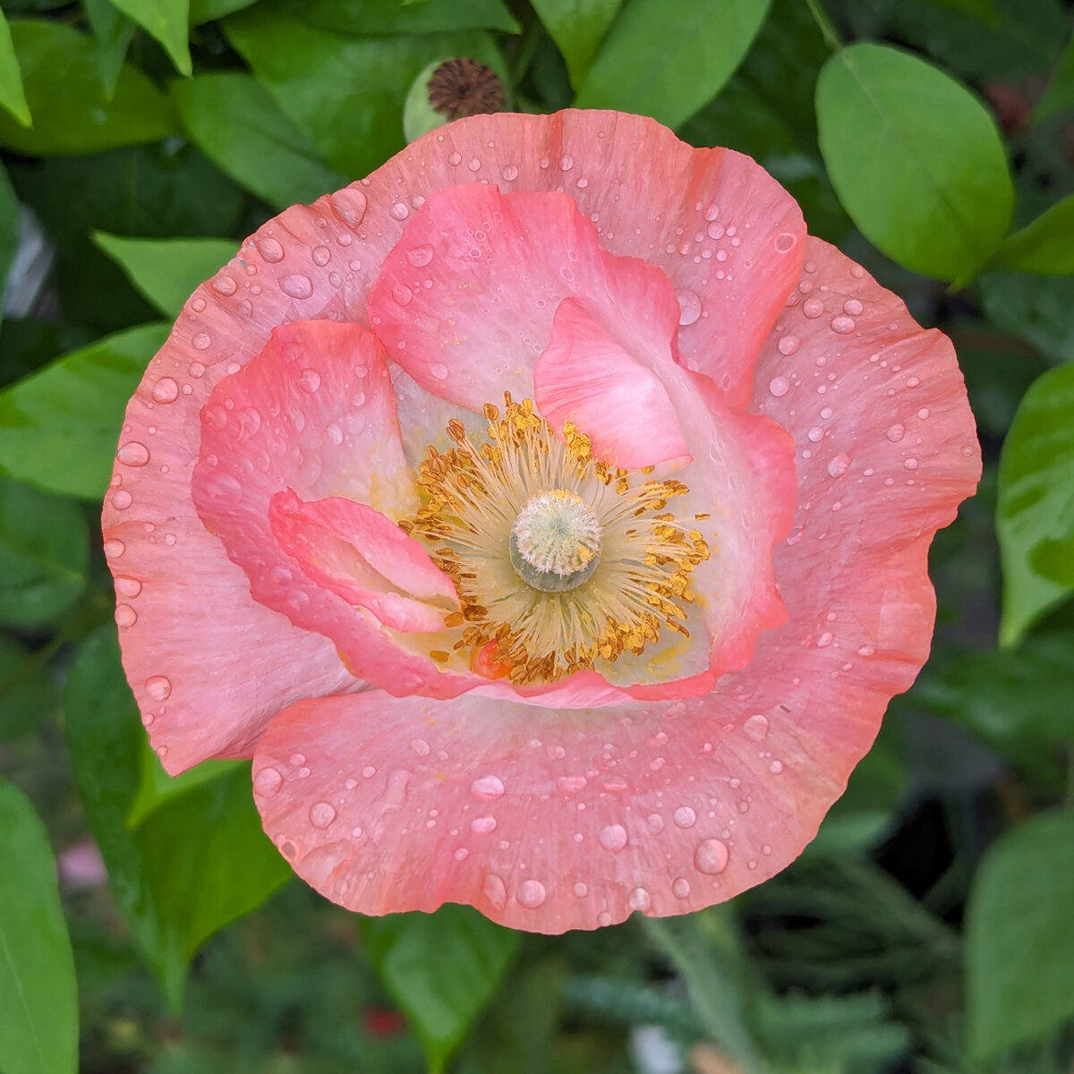 Shirley Poppy Mix (Papaver rhoeas) seeds