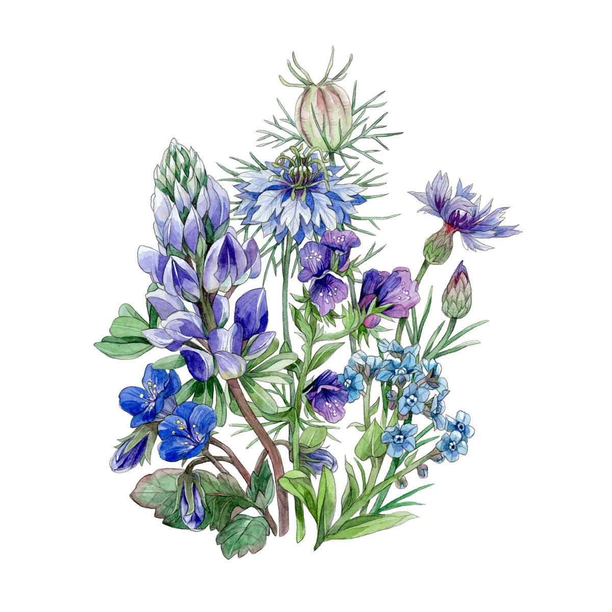 Blue Summer Flowers (different varieties) seed mix