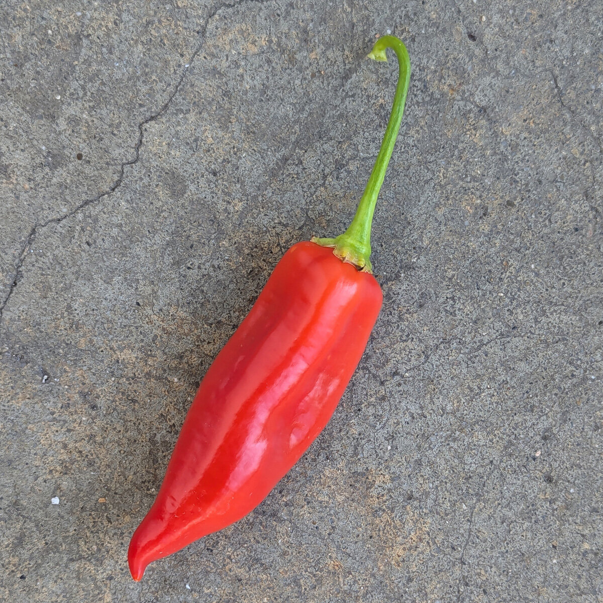 Chili Pepper 'Gorria / Espelette' (Capsicum annuum) seeds