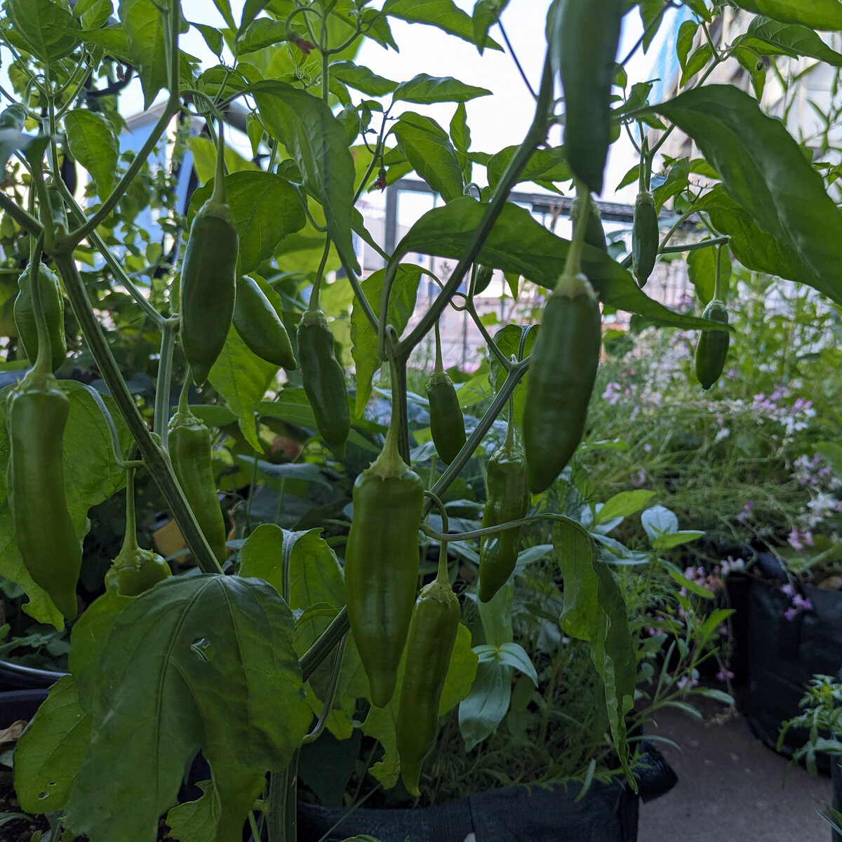 Chili 'Aji Delight' (Capsicum baccatum) Bio-Saatgut