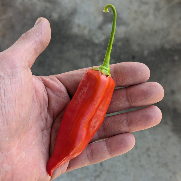 Chili 'Aji Delight' (Capsicum baccatum) Bio-Saatgut