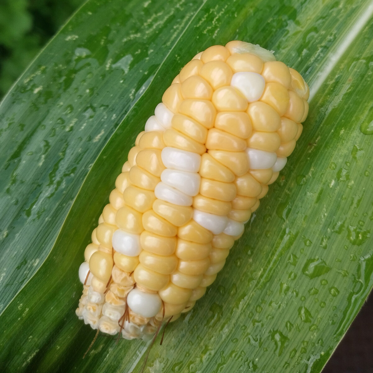 Sweetcorn 'Yucon Chief' (Zea mays) organic seeds