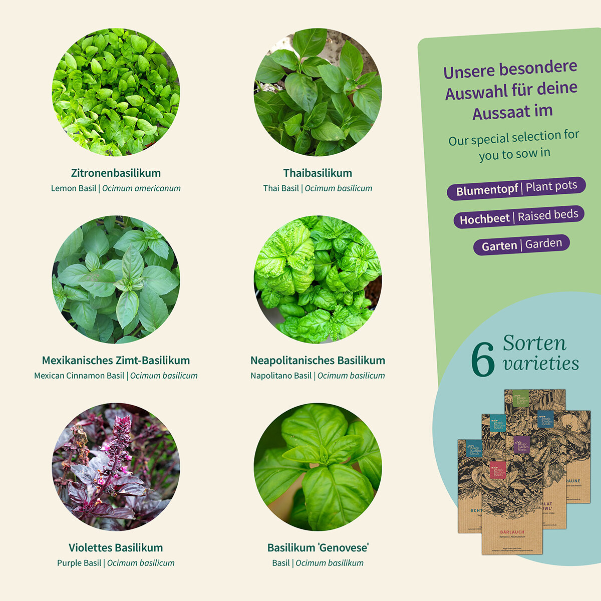 Basilikum Vielfalt: Sechs Sorten aus aller Welt - Samenset Nr. 19