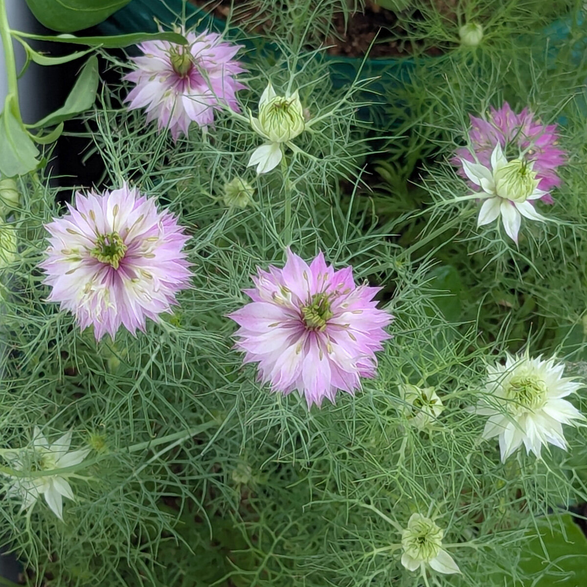 Pink Love-in-a-Mist 'Persian Rose' (Nigella damascena) seeds